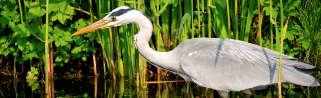 Hermitage Transfer Station